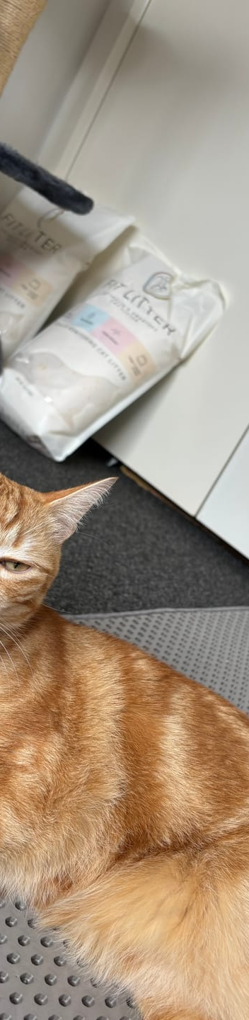 How It Works – Fit Litter