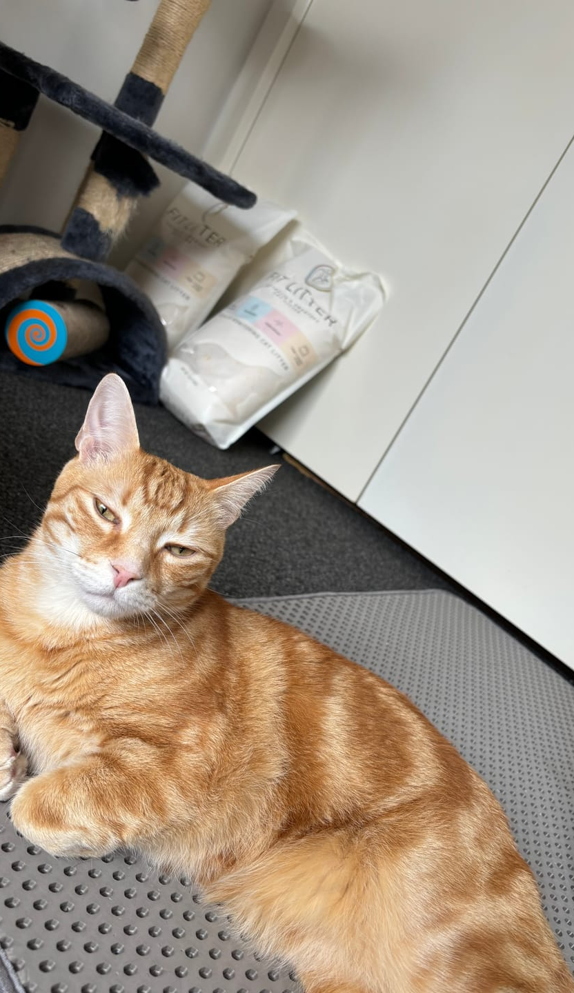 How It Works – Fit Litter